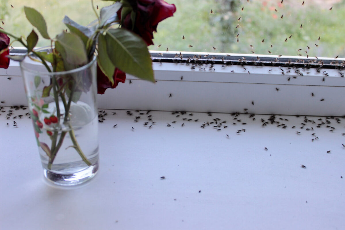Get Rid Of Those Tiny Black Bugs In Your House Near The Windows Minnesota Exteriors